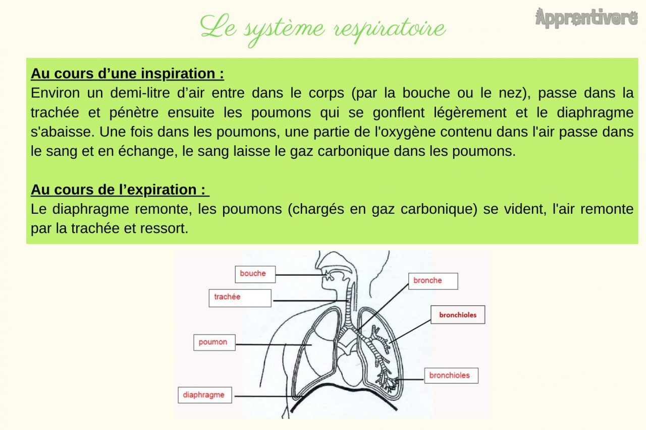 Le Système Respiratoire (Leçon) - Apprentivore