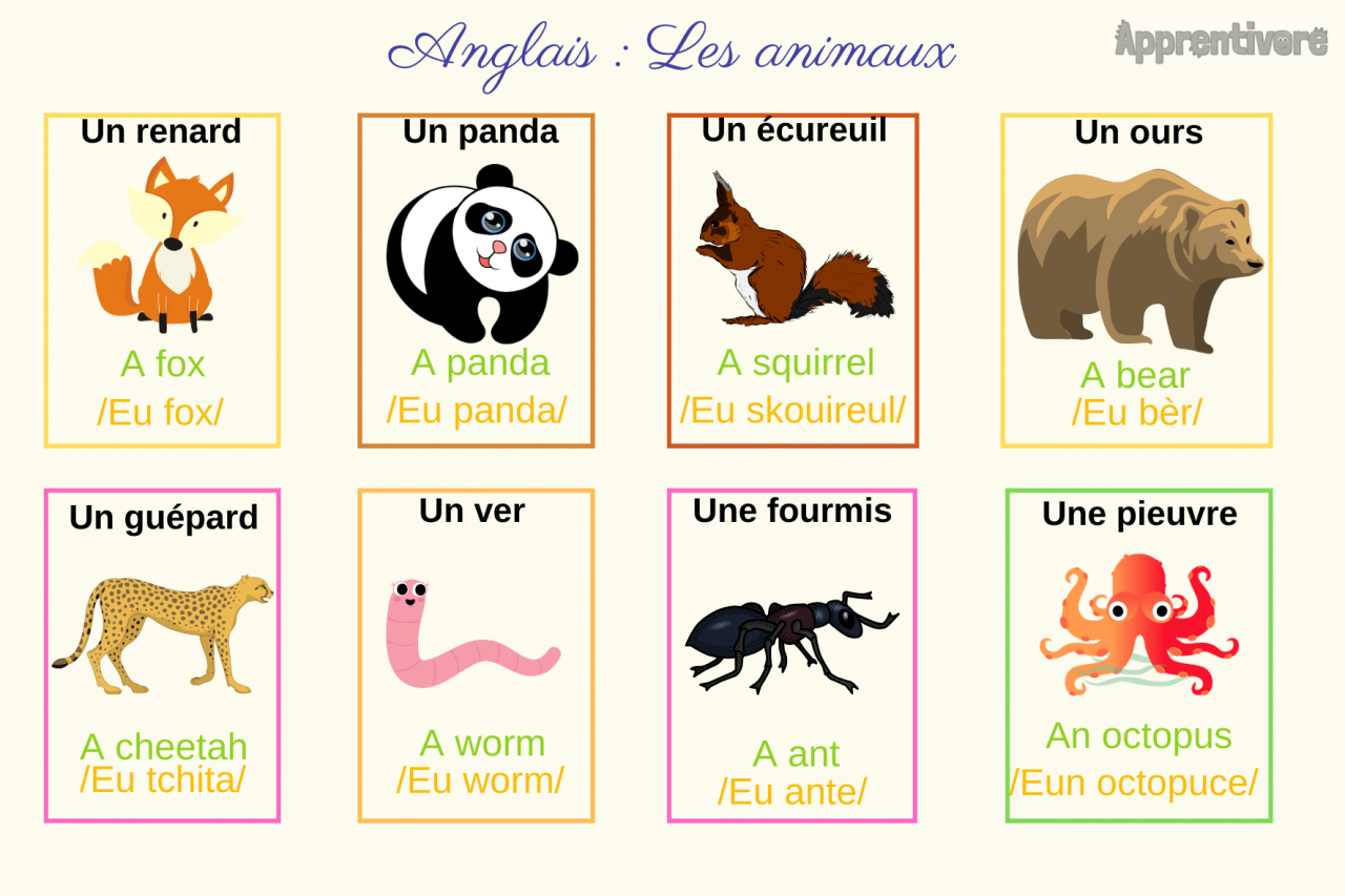 Animals (Leçon) - Apprentivore