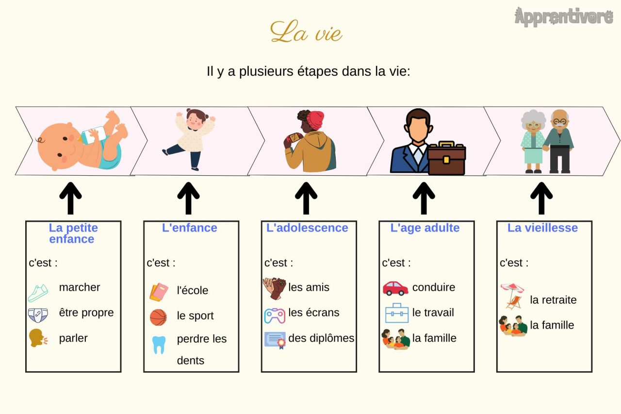 Les étapes de la Vie (Leçon) - Apprentivore