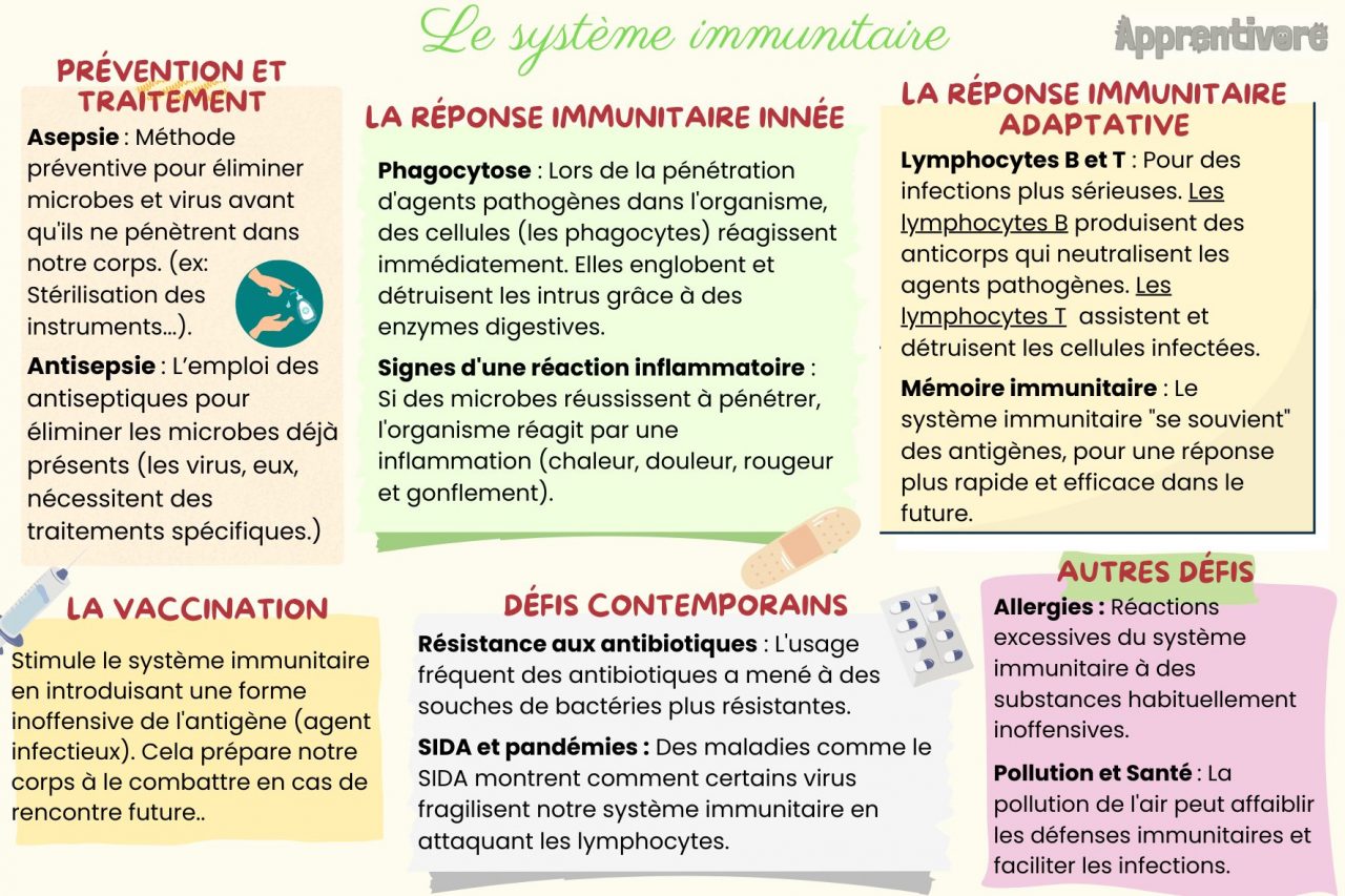 Le Système Immunitaire - Apprentivore