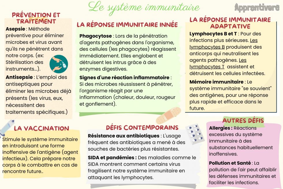 Système immunitaire : fonctionnement et défenses (SVT collège)